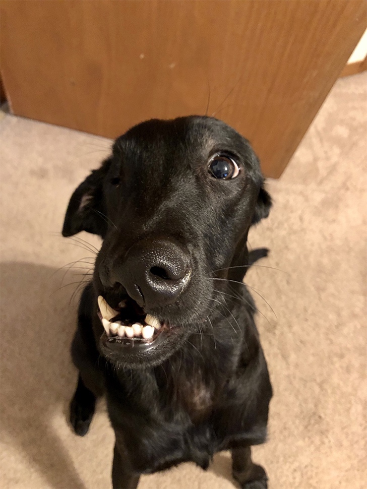 Perro que nació con labio leporino disfruta de la vida gracias a ...