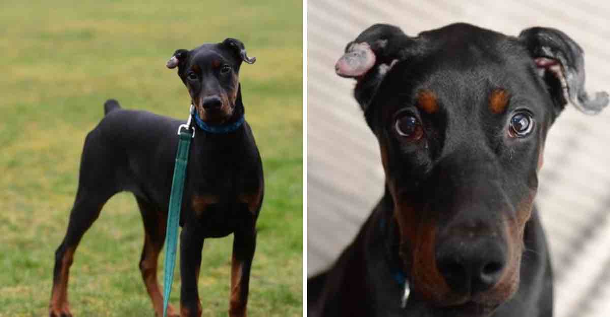 Cachorro Doberman Orejas Sin Cortar